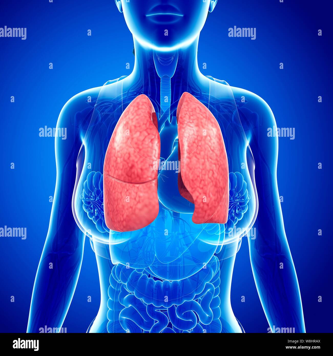 Illustration of female lungs Stock Photo - Alamy