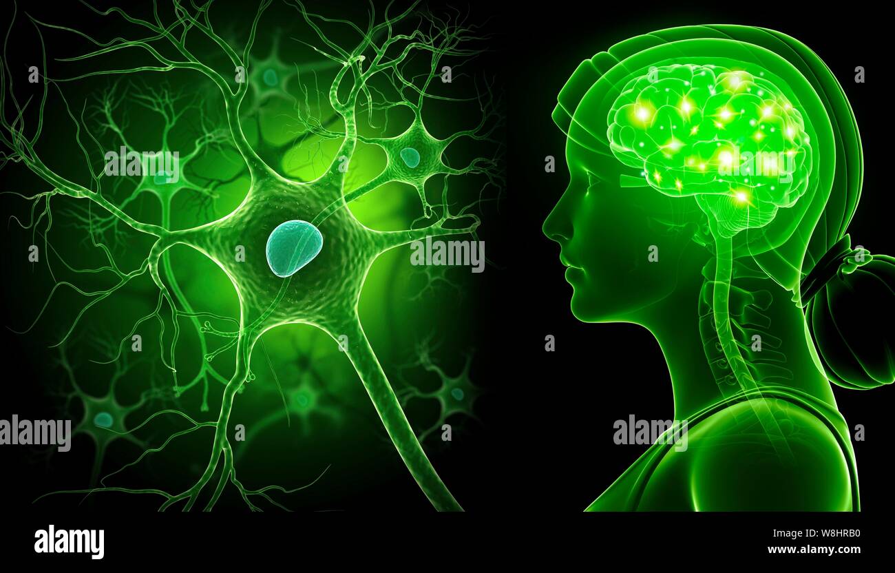 Illustration of a human brain and nerve cell Stock Photo - Alamy