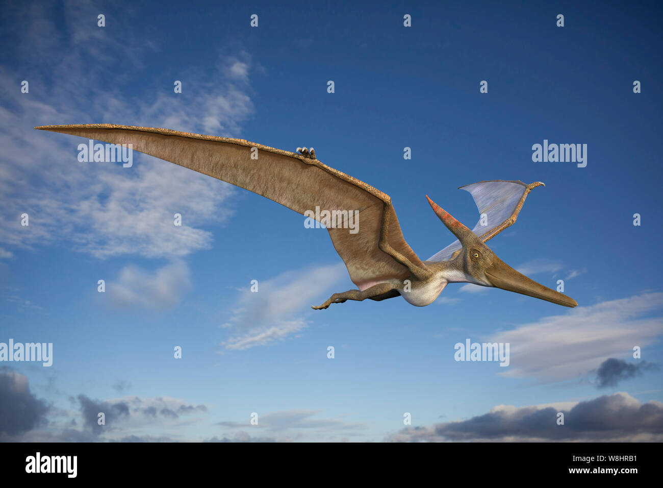 Pteranodon in flight, illustration. These flying reptiles lived during ...
