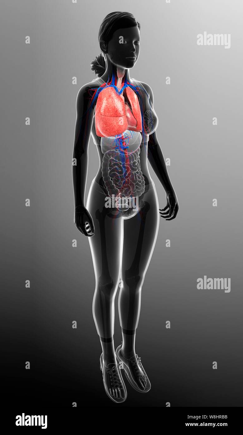 Illustration of female heart-lung system Stock Photo - Alamy