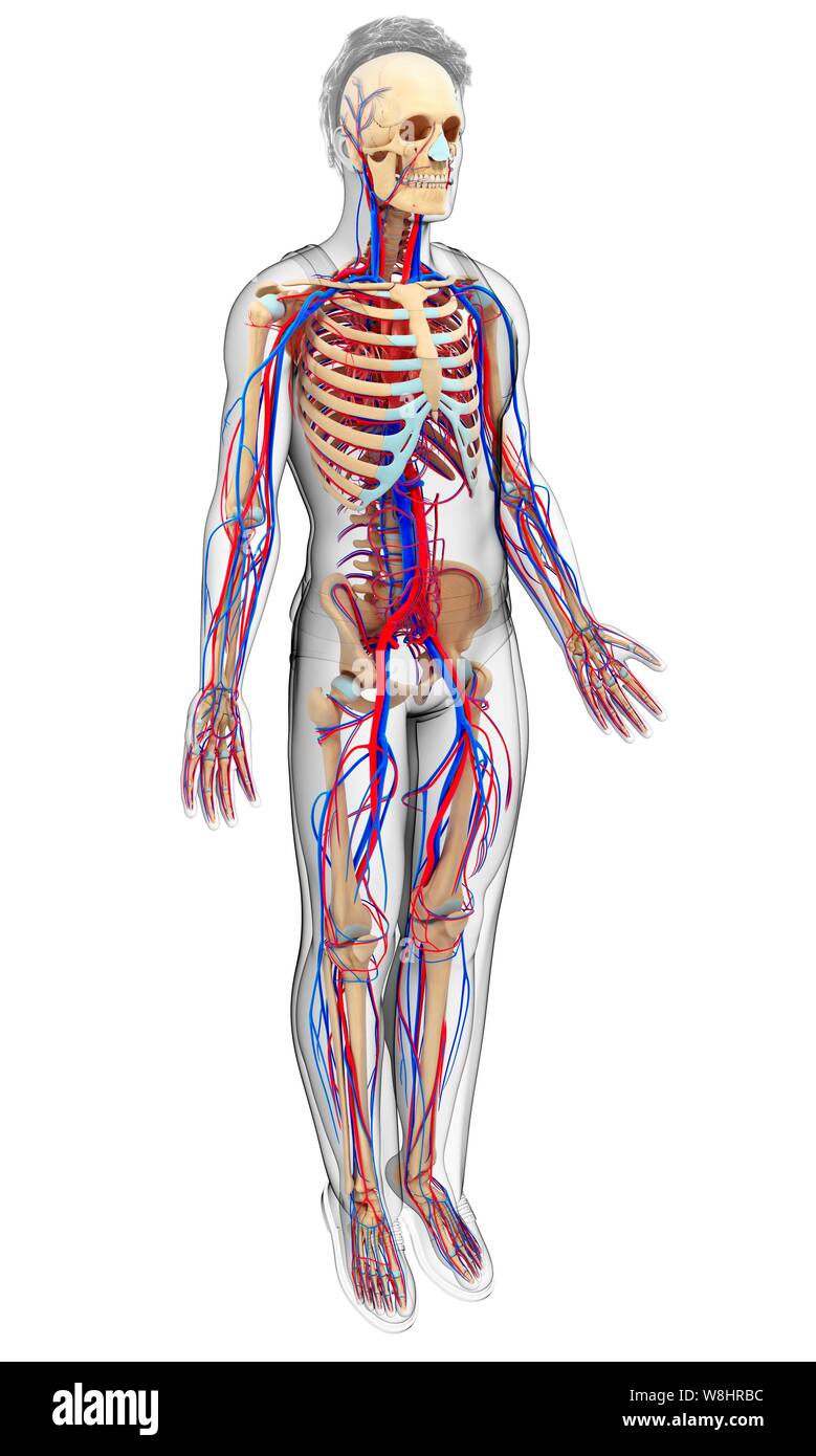 Illustration of male skeletal and circulatory systems Stock Photo - Alamy