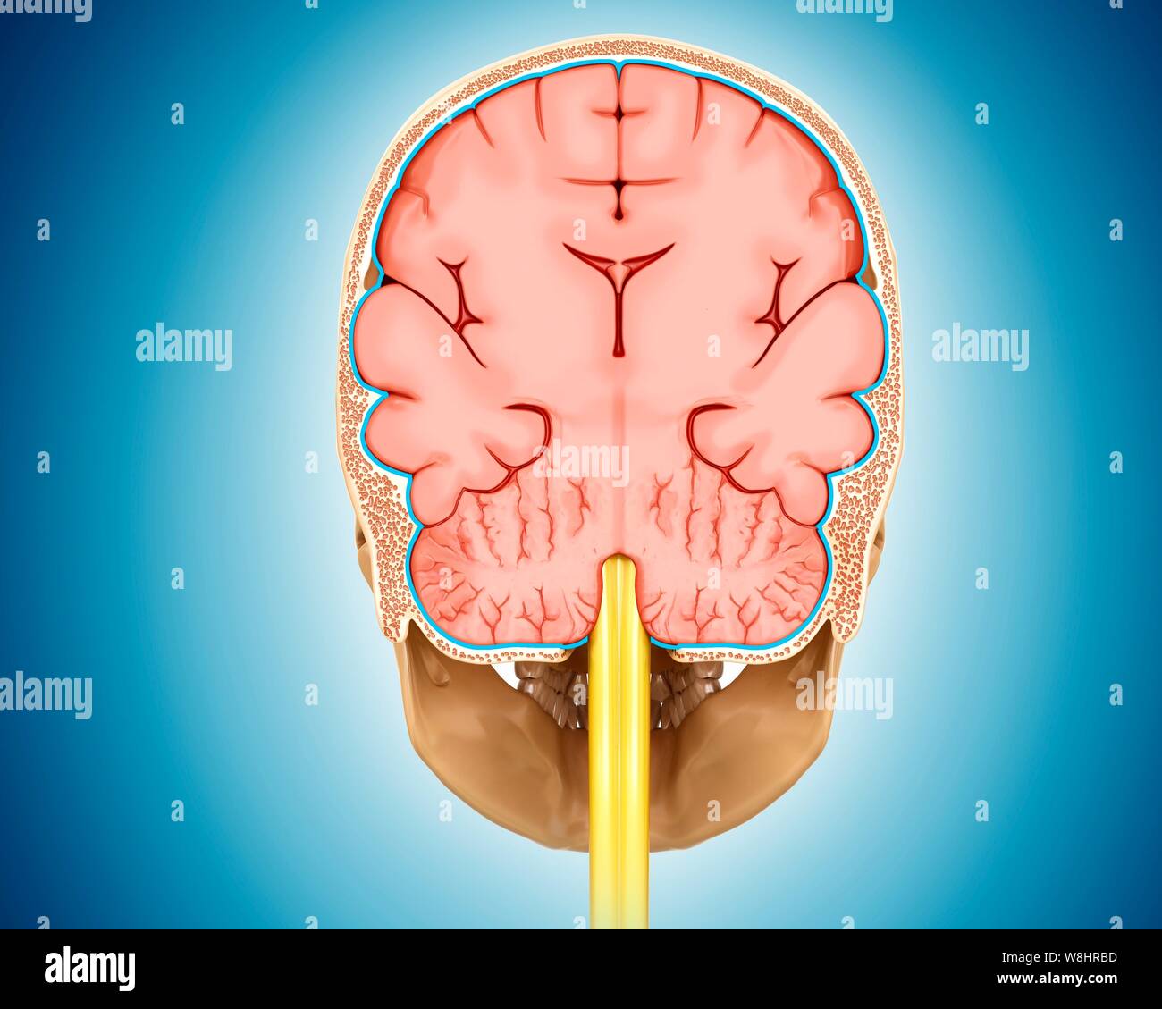Illustration of human brain cross-section Stock Photo - Alamy