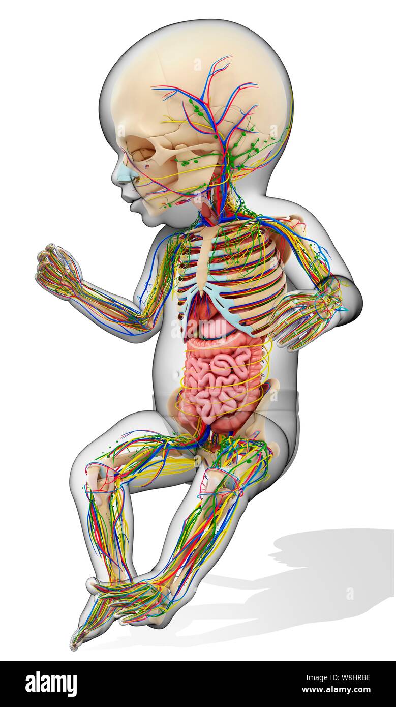 Illustration of a baby's anatomy Stock Photo - Alamy