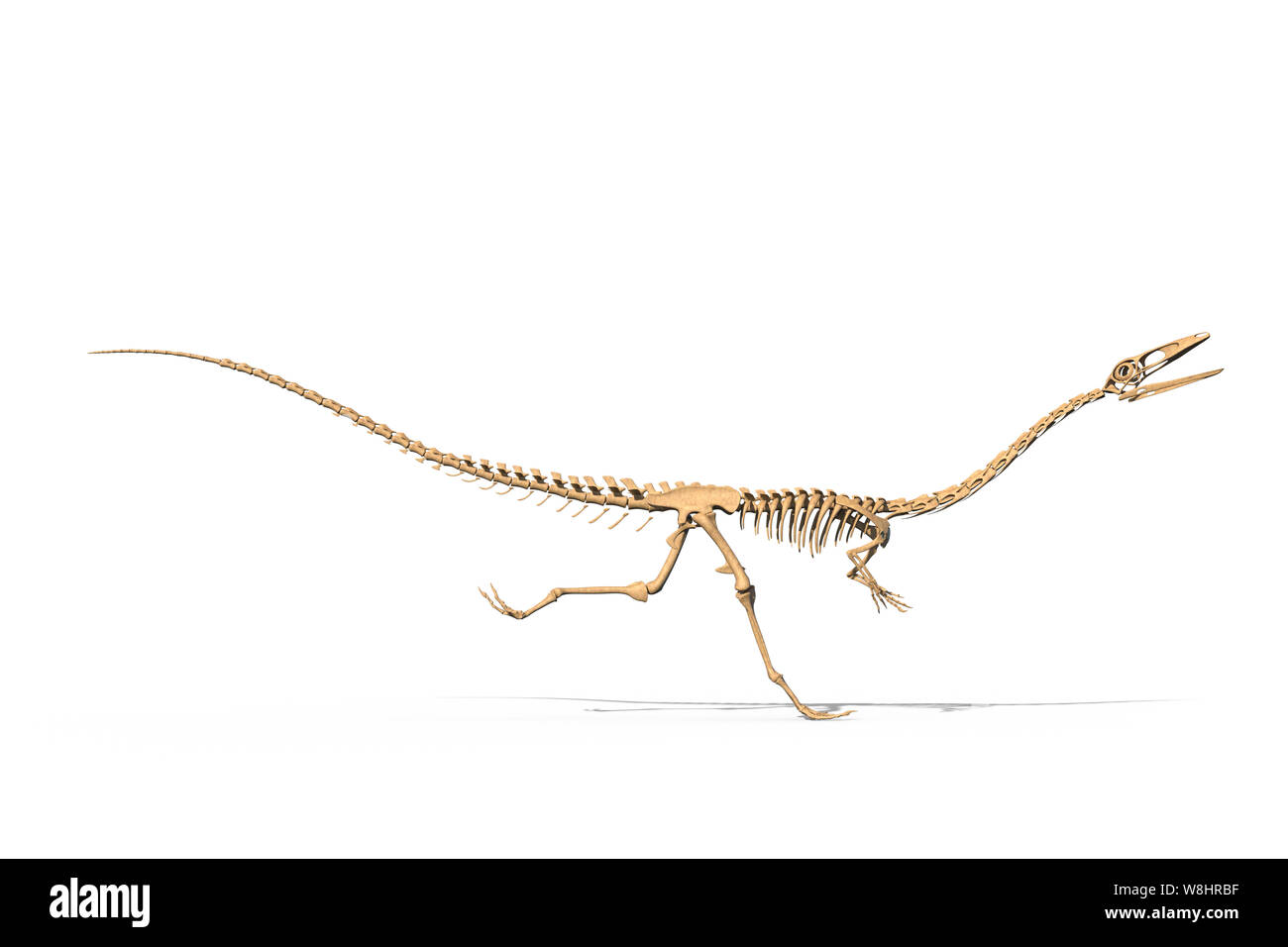 Coelophysis dinosaur running, skeletal structure, illustration. These ...