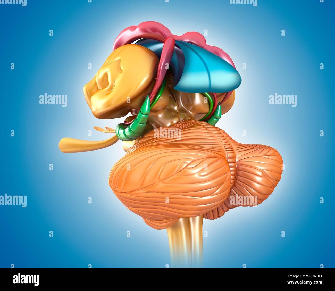 Illustration of human brain structures Stock Photo - Alamy