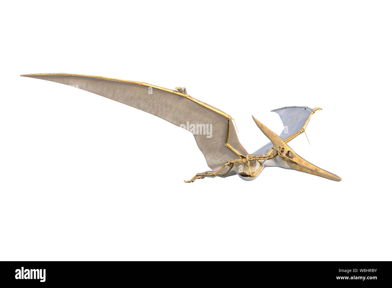 Pteranodon skeletal structure, illustration. These flying reptiles ...