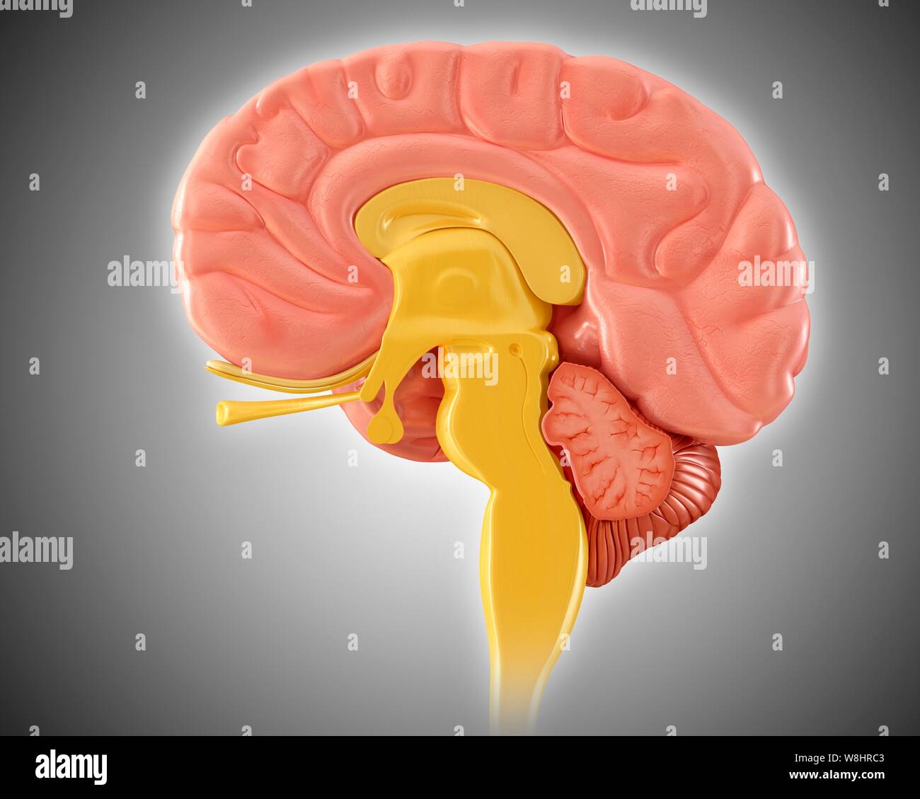 Illustration of human brain anatomy Stock Photo - Alamy