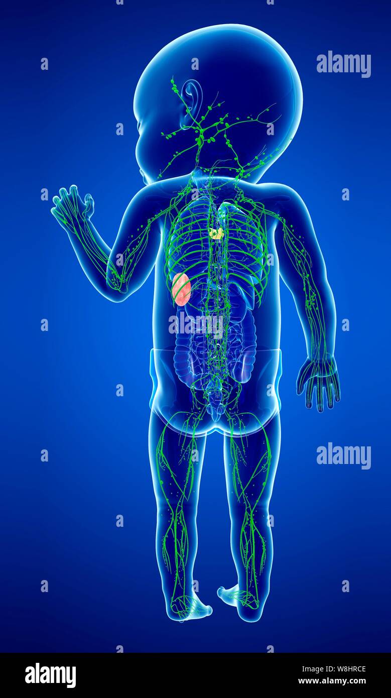 Illustration of a baby's lymphatic system Stock Photo - Alamy