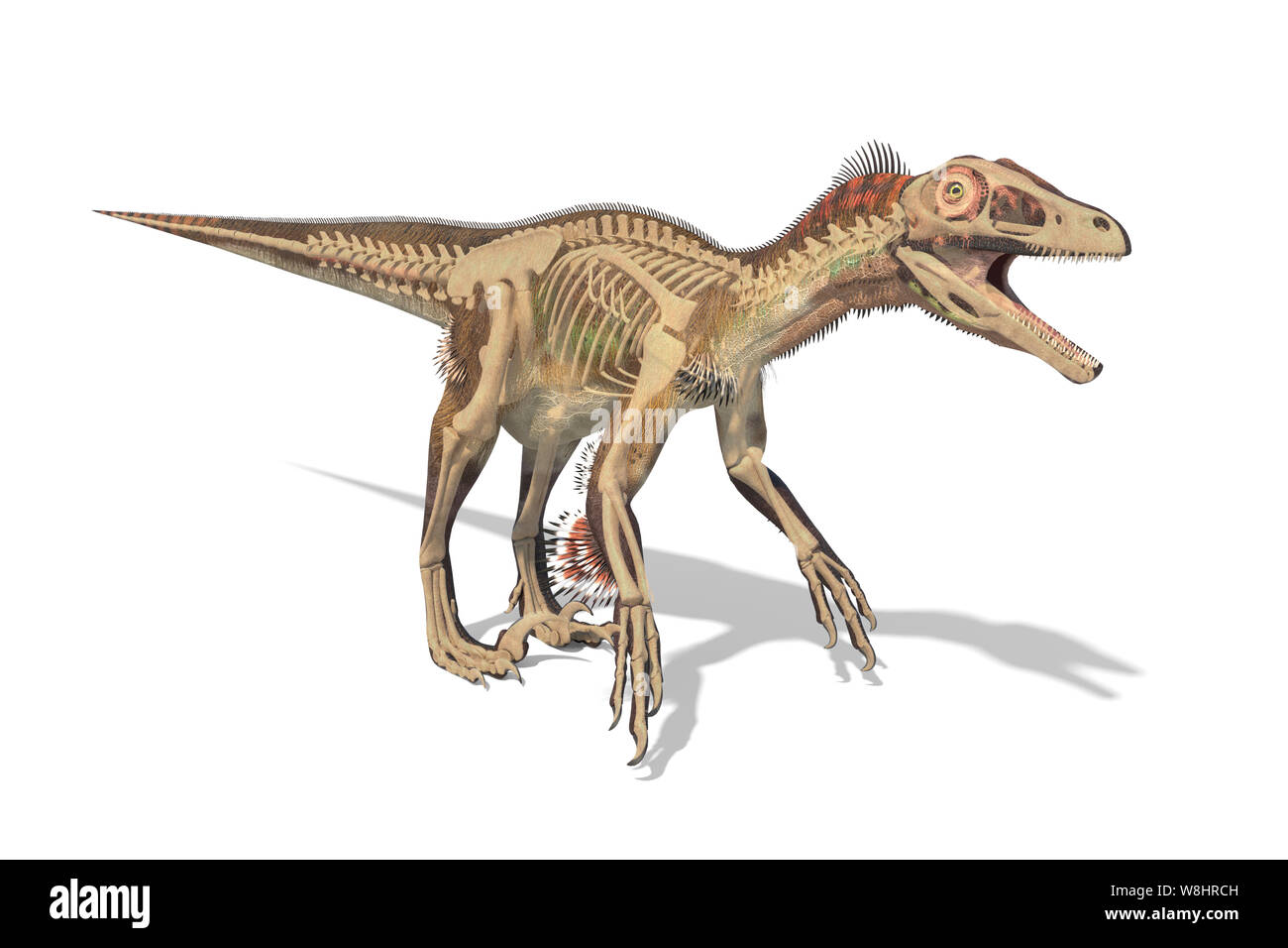 Utahraptor dinosaur skeletal structure, illustration. These dinosaurs ...
