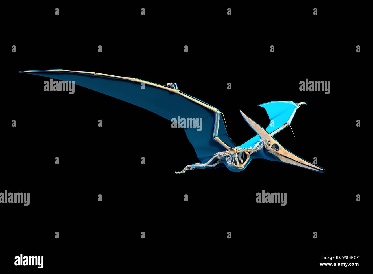 Pteranodon skeletal structure, illustration. These flying reptiles ...