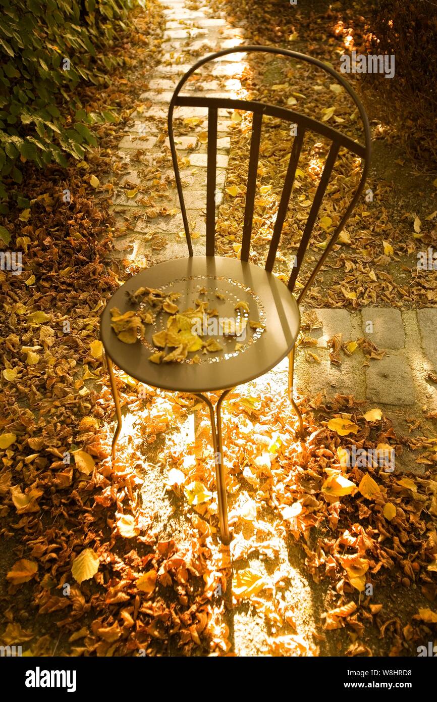 Empty of leaves hi-res stock photography and images - Alamy