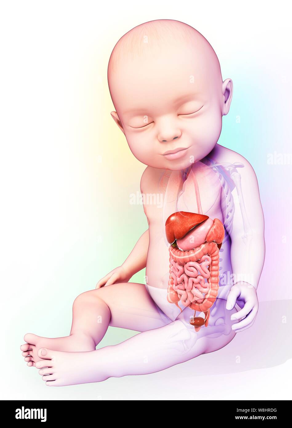 Illustration of a baby's digestive system Stock Photo - Alamy