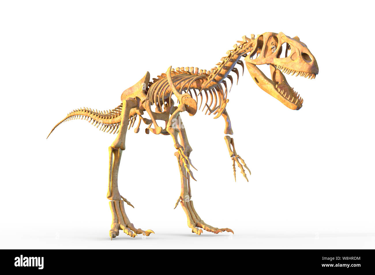 Allosaurus dinosaur skeleton, illustration. Allosaurs lived 155-150 ...