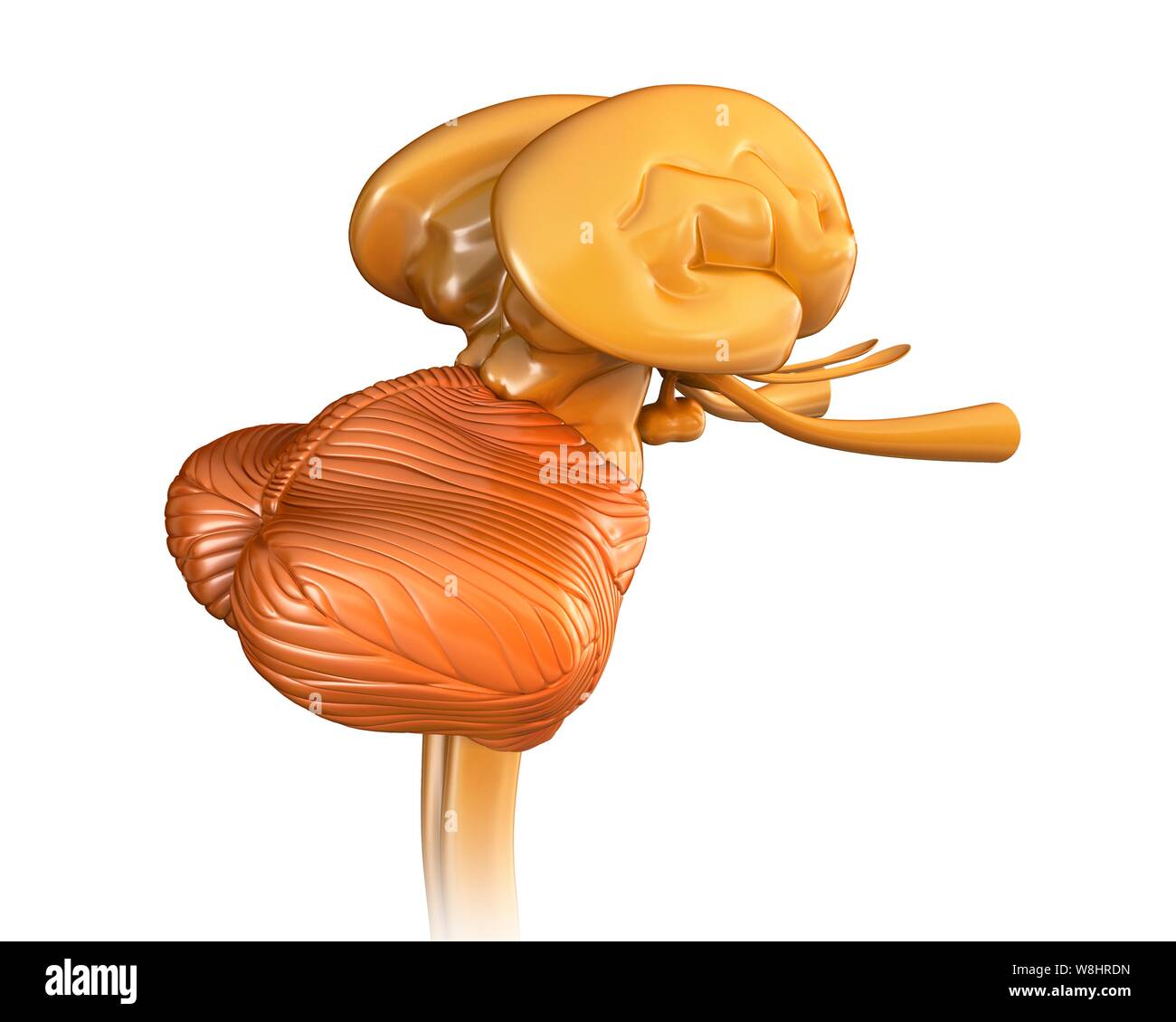 Illustration of human brain structures Stock Photo - Alamy