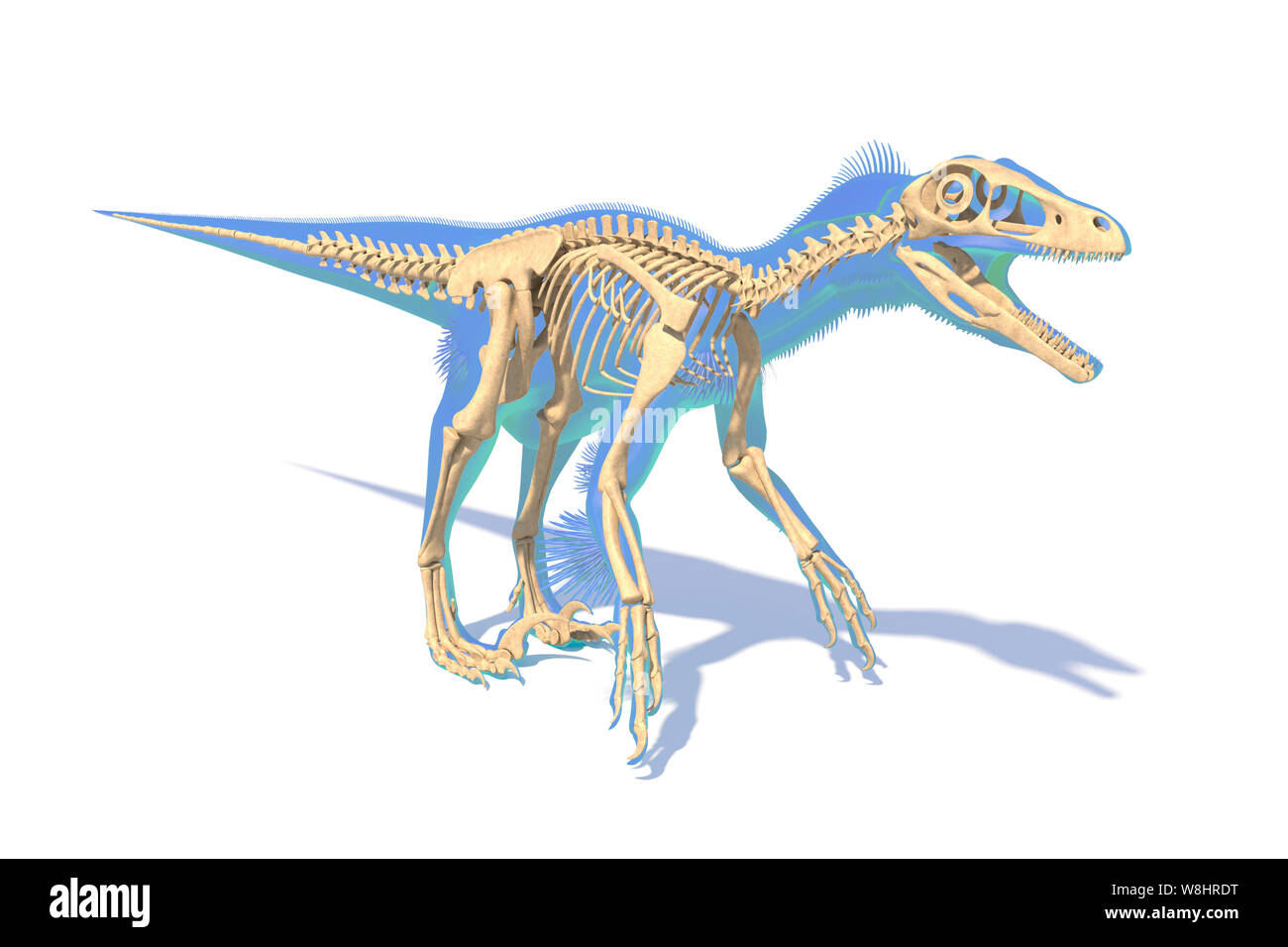 Anatomy of dinosaurs hi-res stock photography and images - Alamy