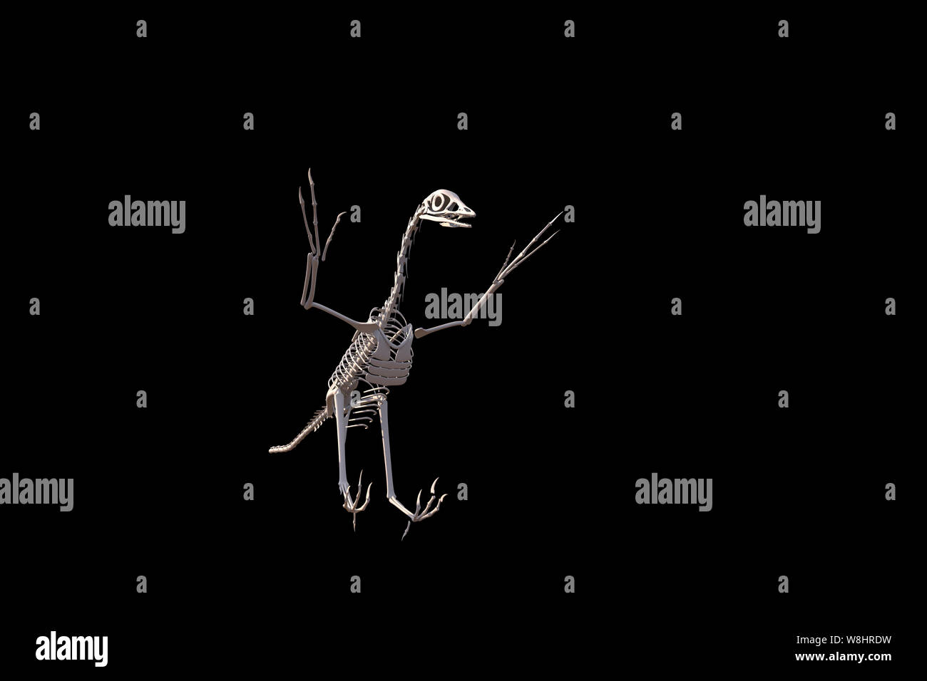 Skeleton bird illustration hi-res stock photography and images - Alamy
