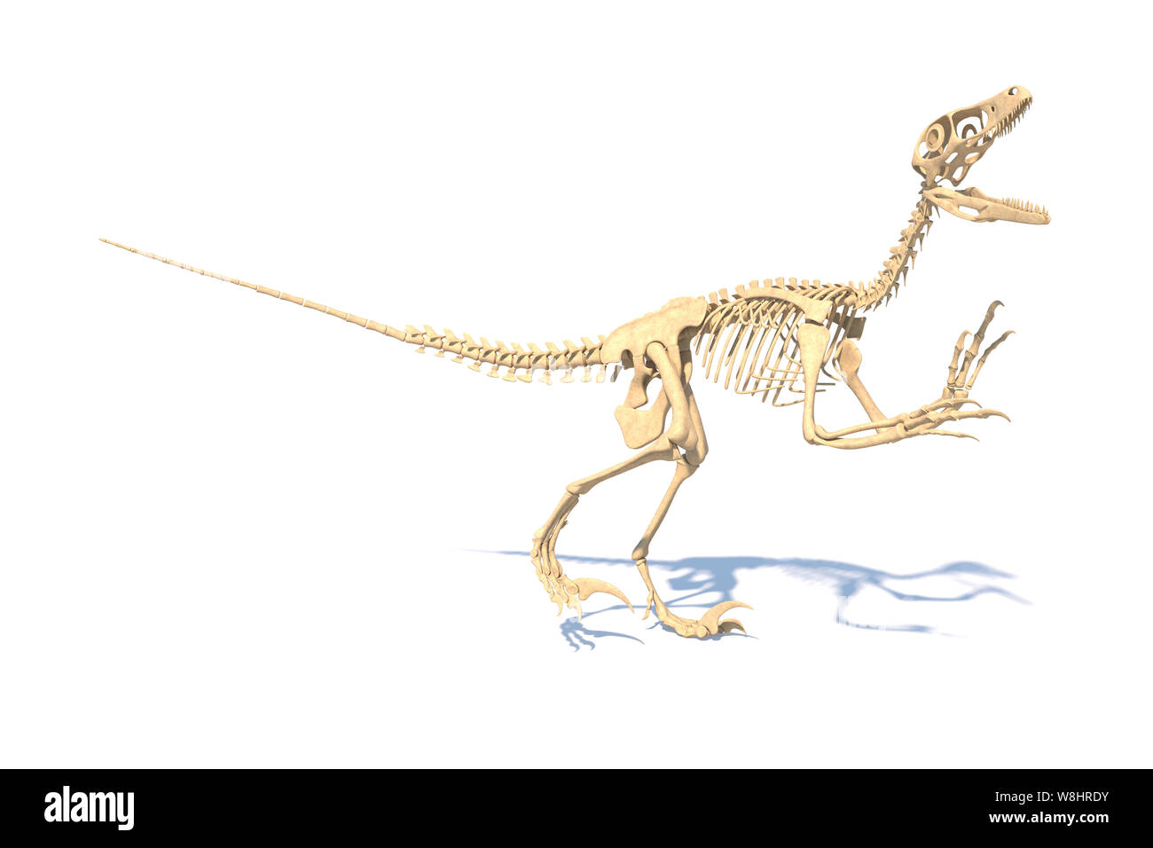 Utahraptor dinosaur skeletal structure, illustration. These dinosaurs ...