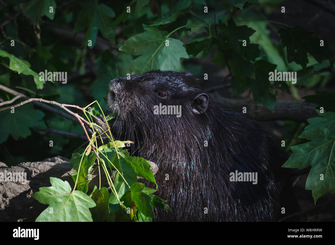 Nutria in nature hi-res stock photography and images - Alamy