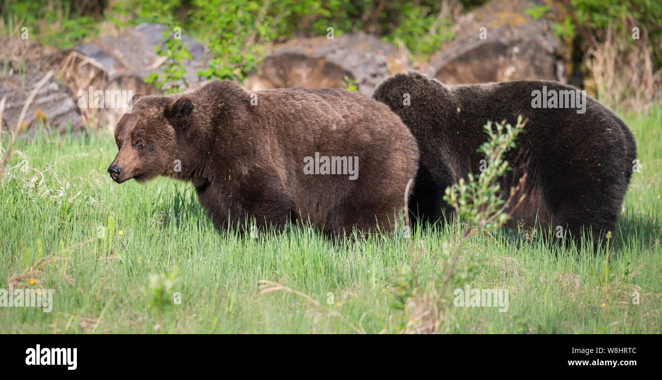 Grizzly bear in the wild Stock Photo - Alamy