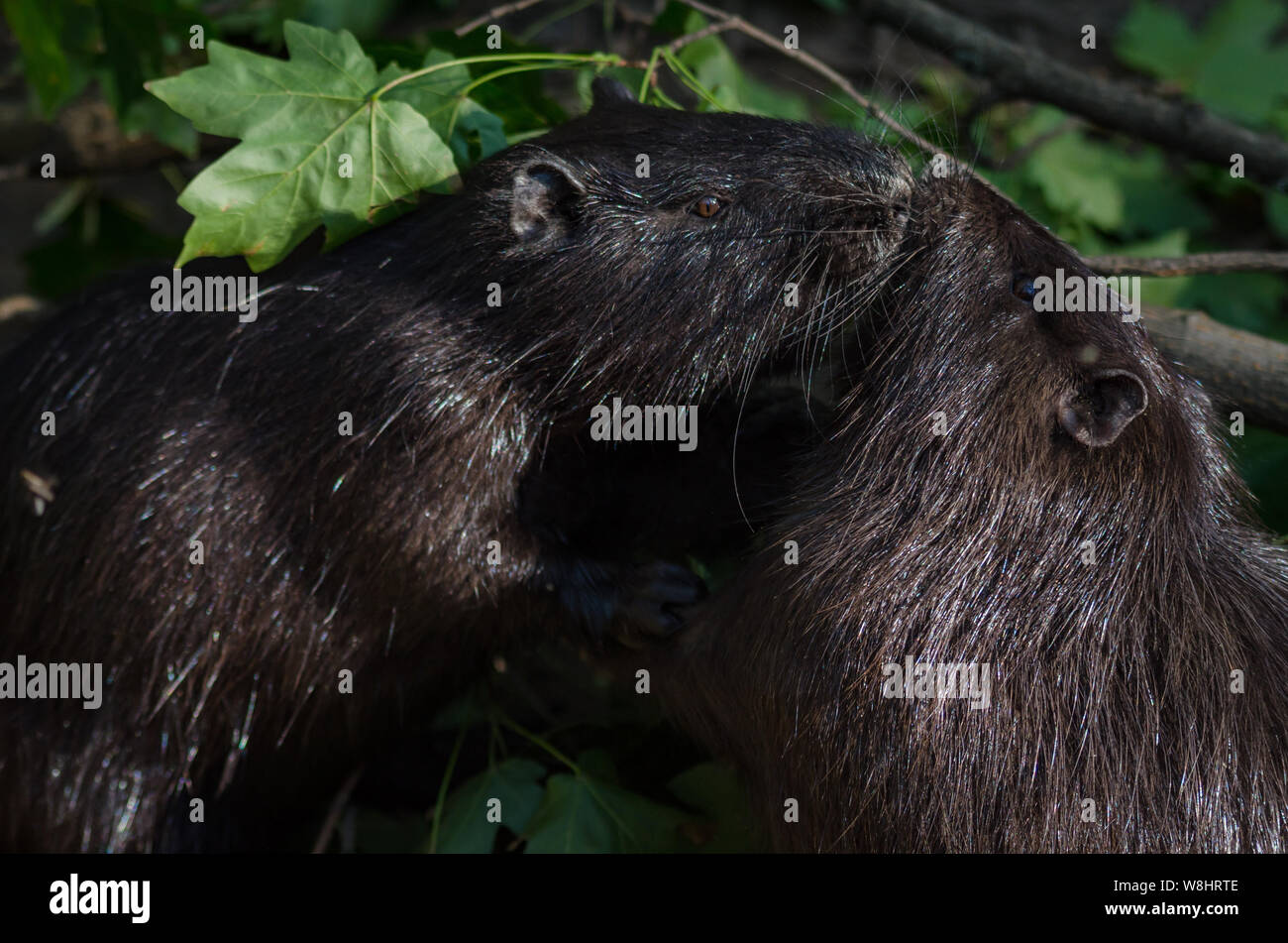 Nutrias kissing hi-res stock photography and images - Alamy