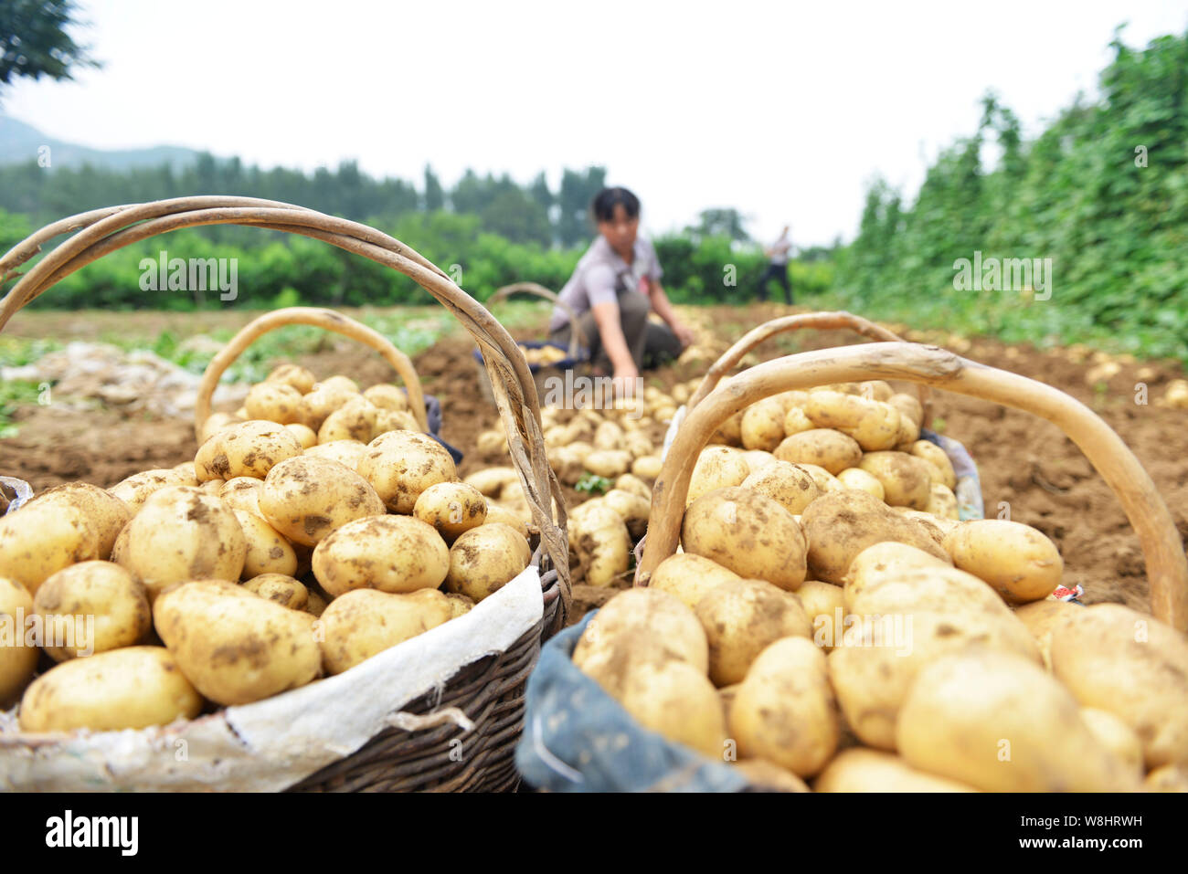 --FILE--A Chinese farmer harvests potatoes in a field in Youjia Hetan ...