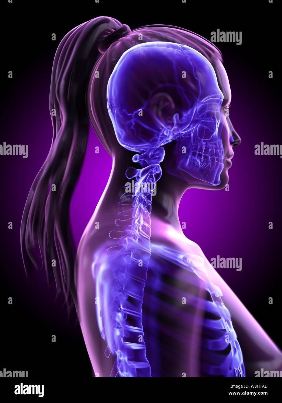Anatomy of human vertebral column hi-res stock photography and images ...