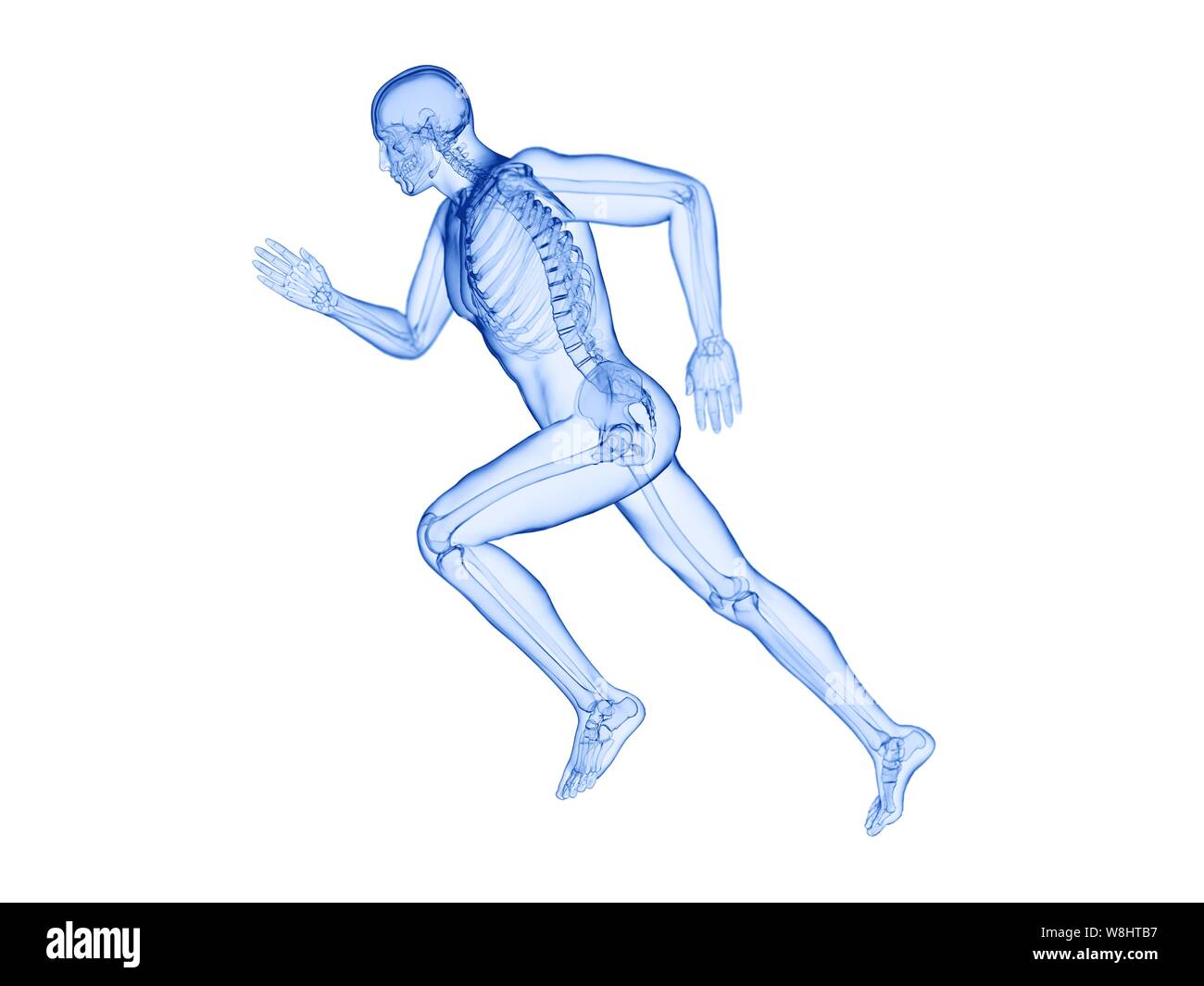 Runner's skeleton, computer illustration Stock Photo - Alamy