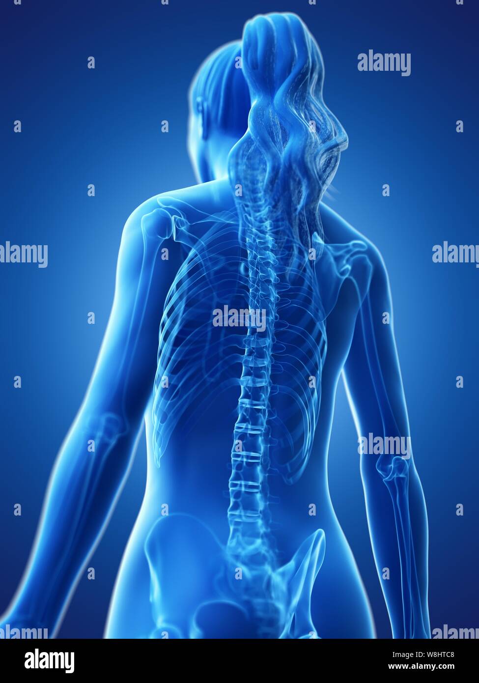 Female skeleton, computer illustration Stock Photo - Alamy