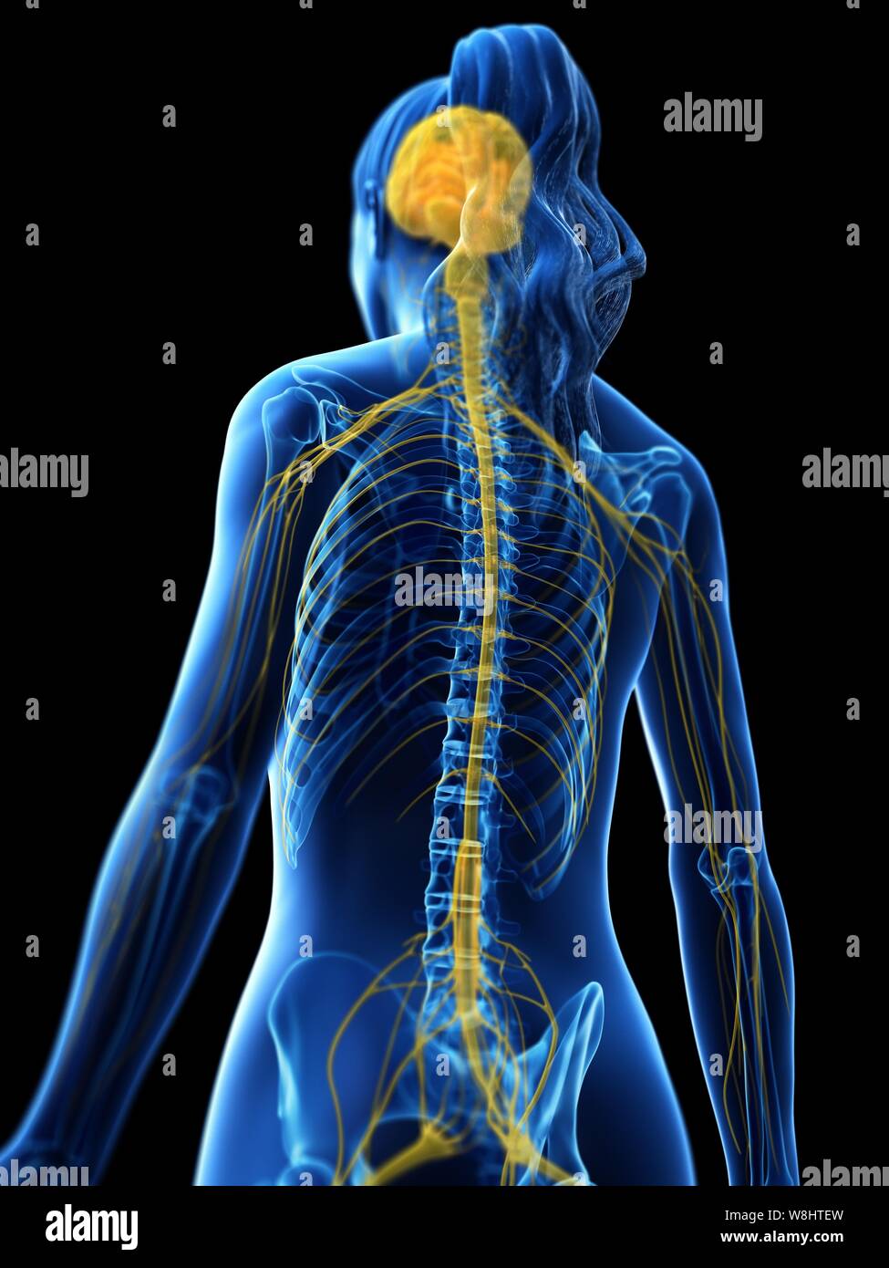 Brain, computer illustration. and nervous system Stock Photo - Alamy