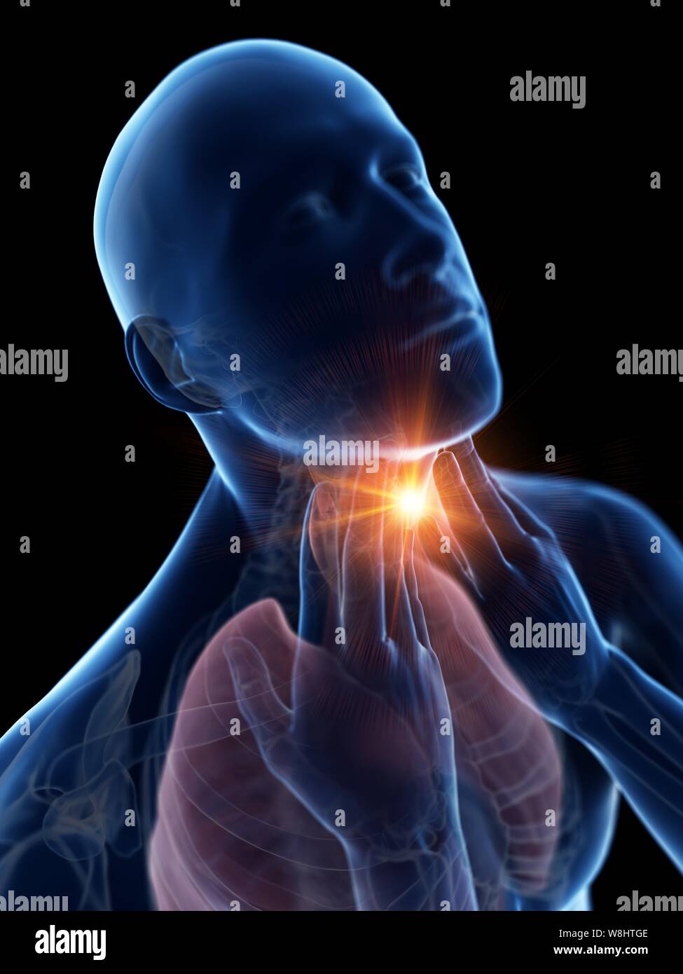 Tonsils anatomy hi-res stock photography and images - Alamy