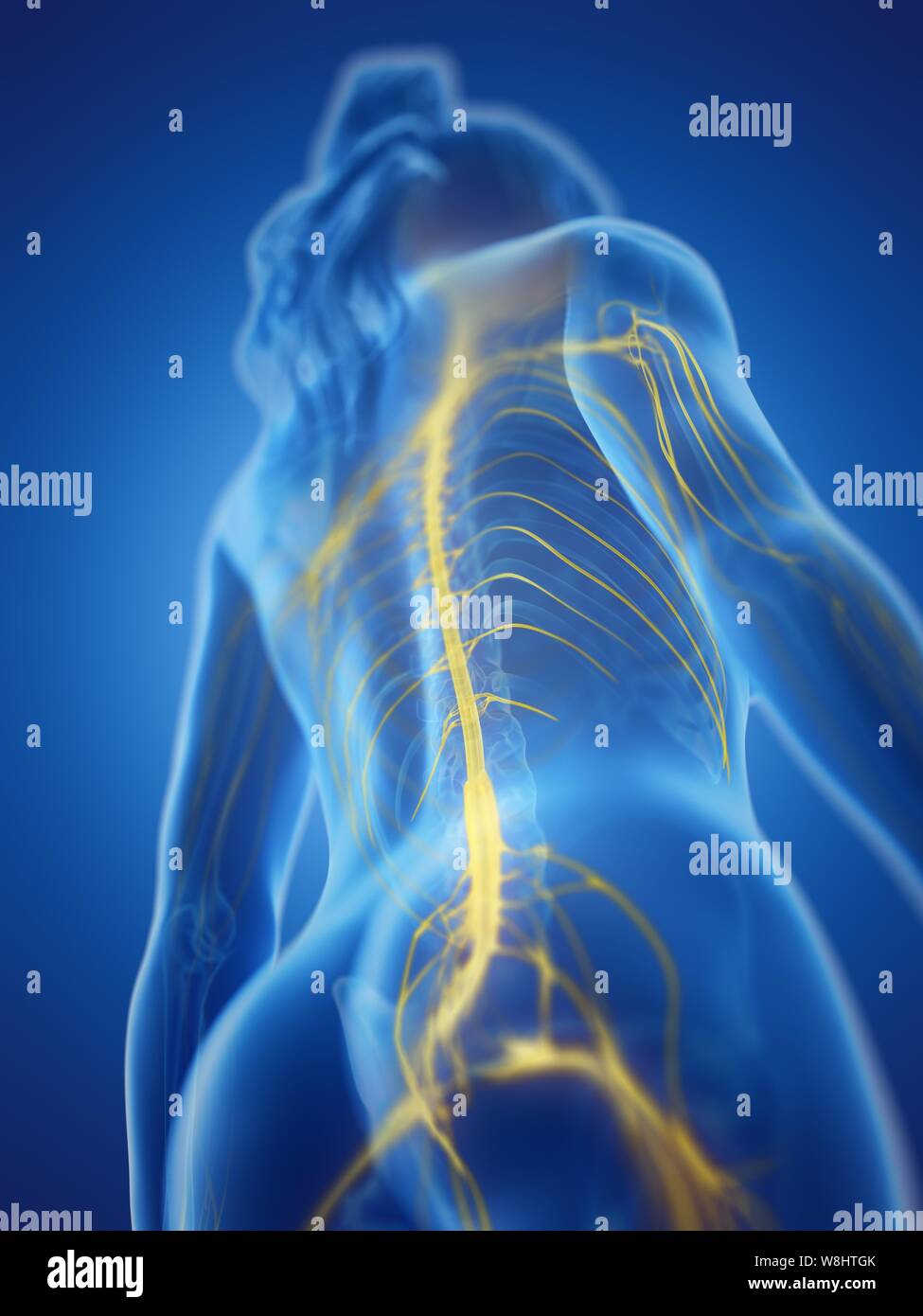 Spinal cord, computer illustration Stock Photo - Alamy