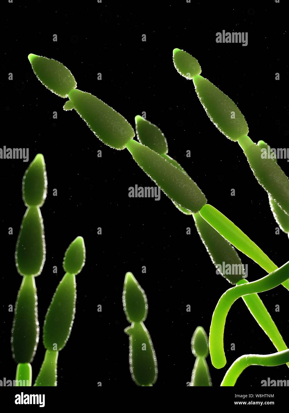 Alternia fungus, computer illustration Stock Photo - Alamy