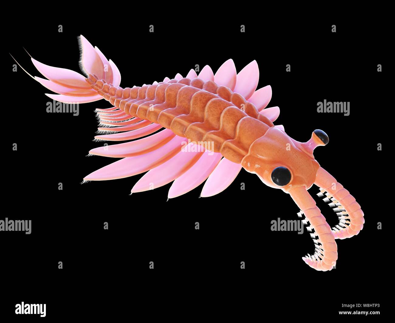 Anomalocaris hi-res stock photography and images - Alamy