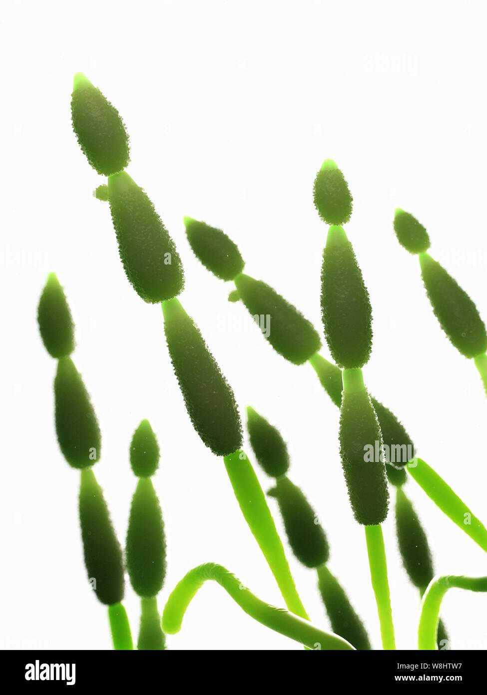 Alternia fungus, computer illustration Stock Photo - Alamy