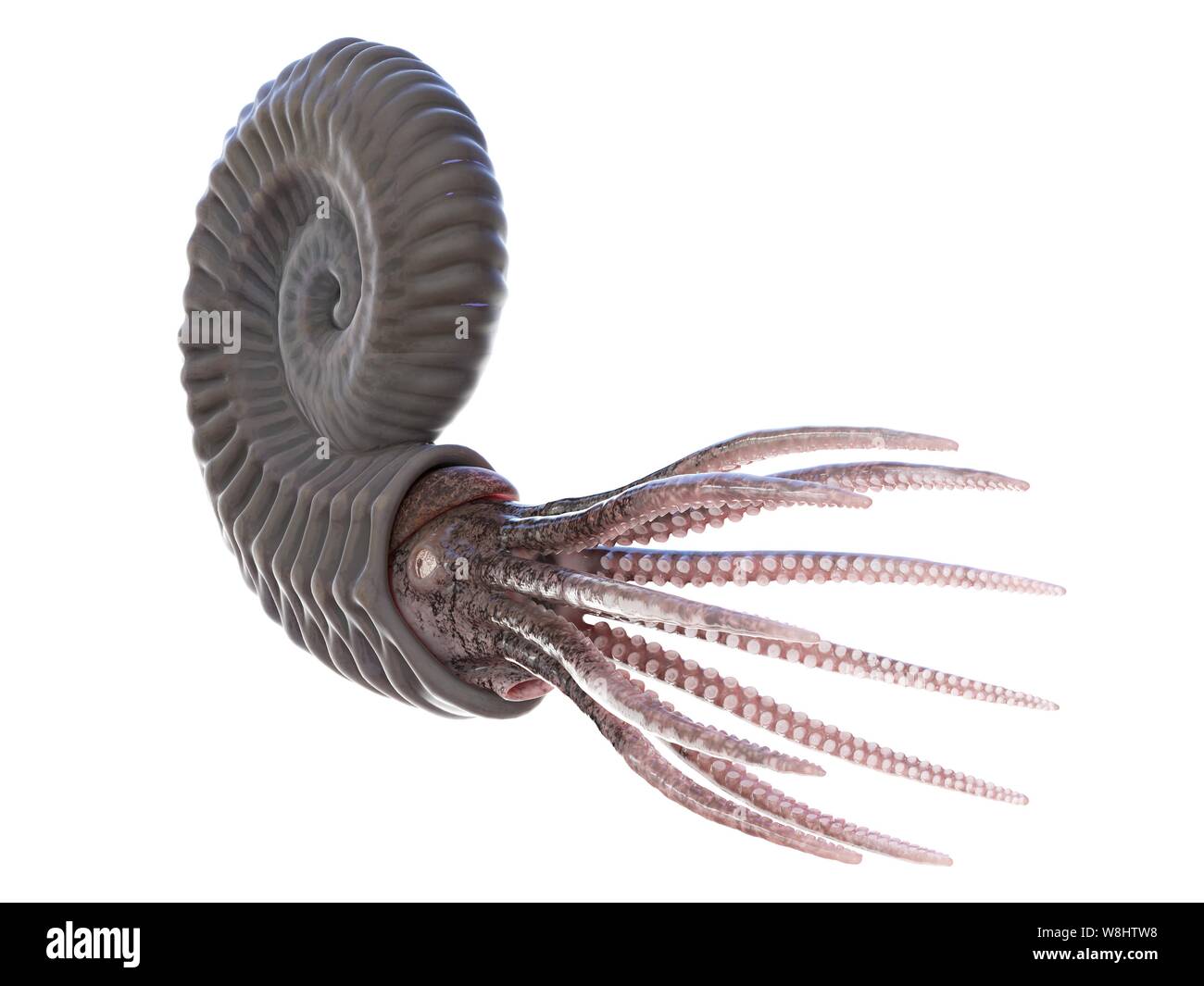 Ammonite, computer illustration Stock Photo - Alamy