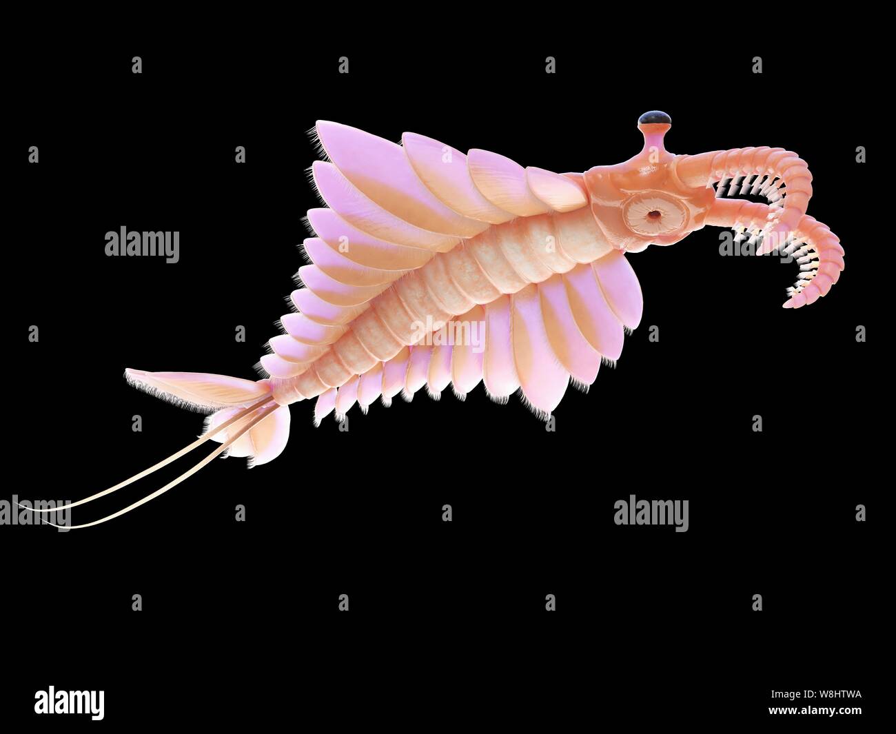 Anomalocaris, computer illustration Stock Photo - Alamy