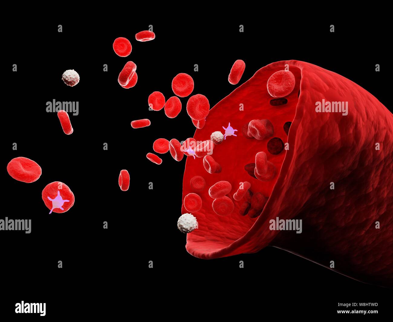 Blood vessel, computer illustration Stock Photo - Alamy