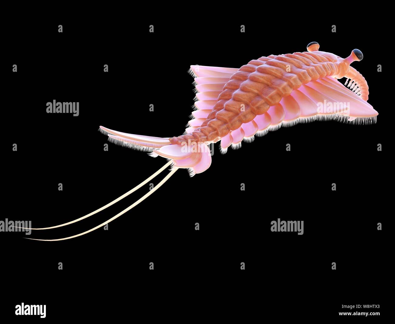 Anomalocaris, computer illustration Stock Photo - Alamy
