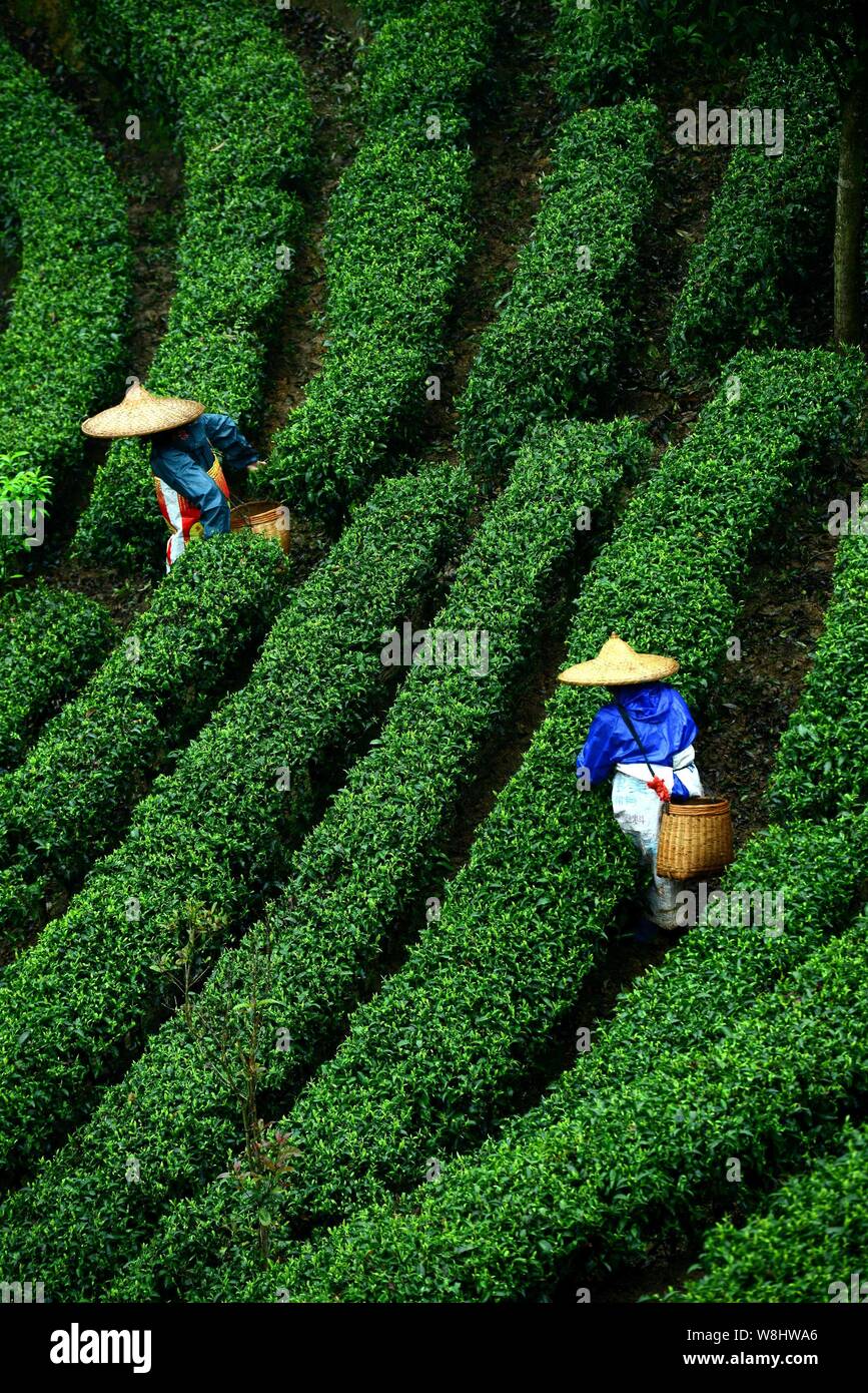 Chinese farmers harvest tea leaves at a tea plantation in Masheng ...