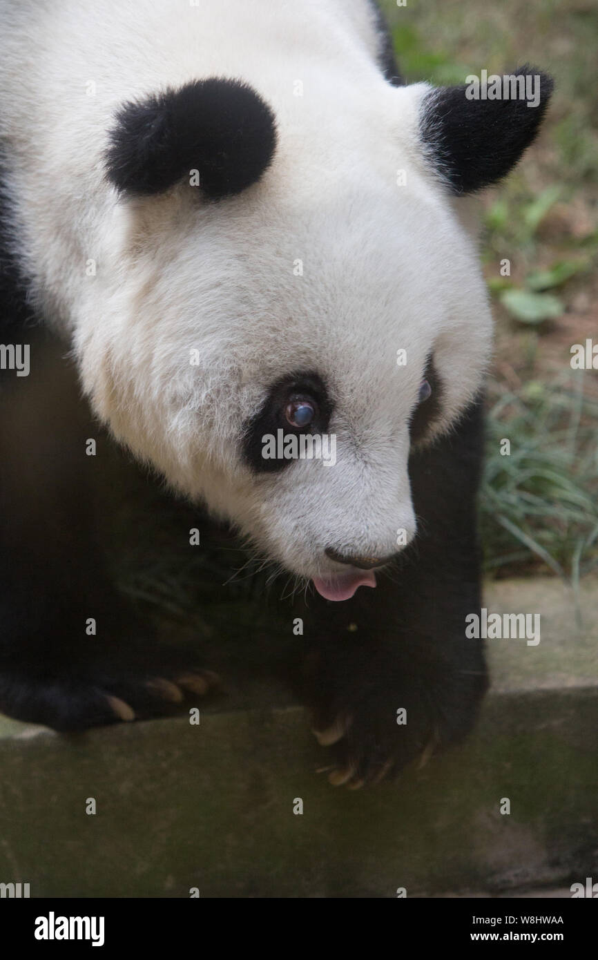35-year-old female giant panda Basi is pictured at the Fuzhou Giant ...