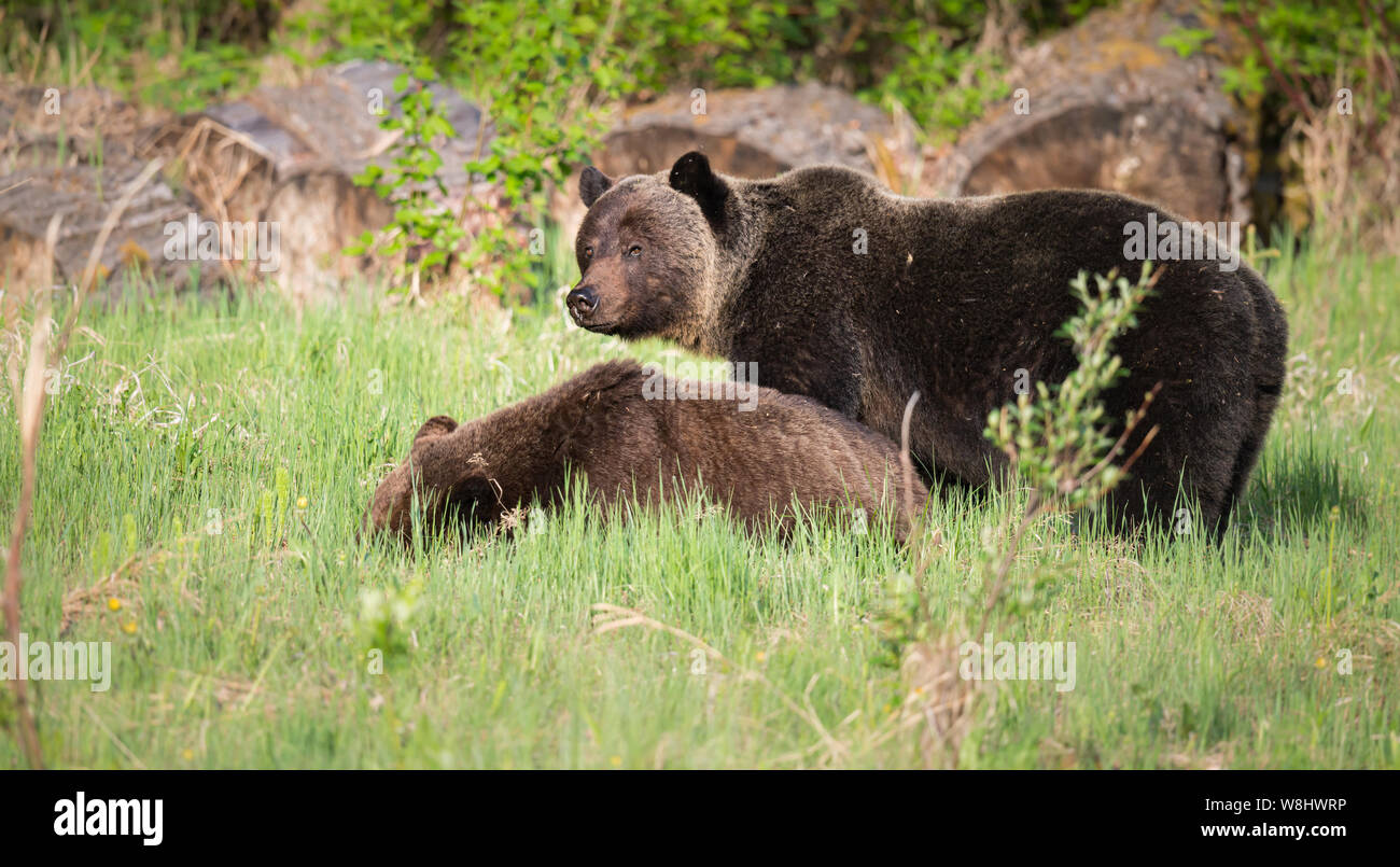 Grizzly bear in the wild Stock Photo - Alamy
