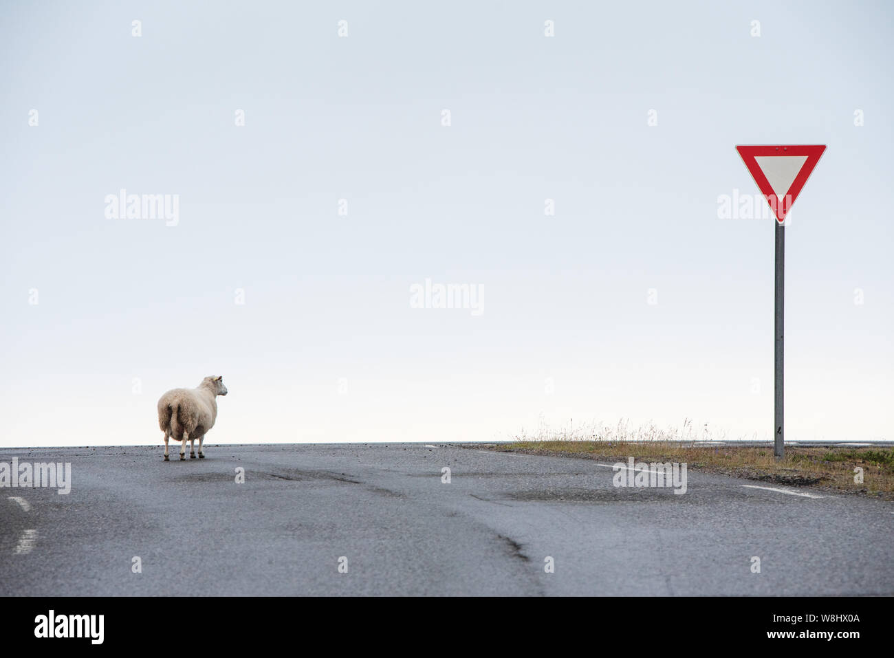 Caution sheep road sign hi-res stock photography and images - Alamy
