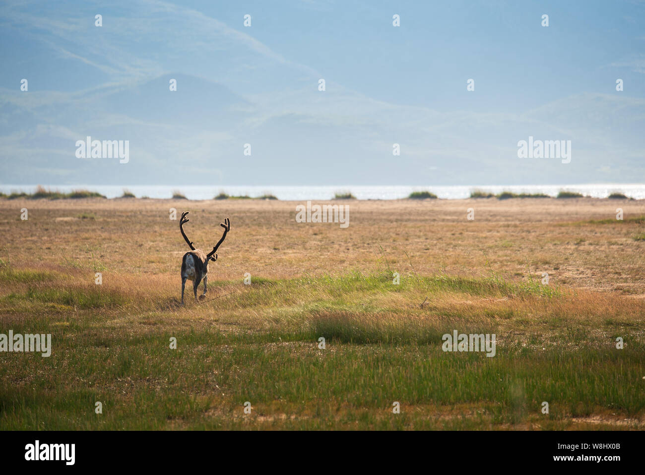 Reindeer with antlers in idyllic mountain landscape. Tanafjord ...