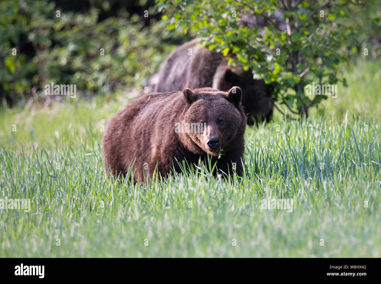 Grizzly bear in the wild Stock Photo - Alamy