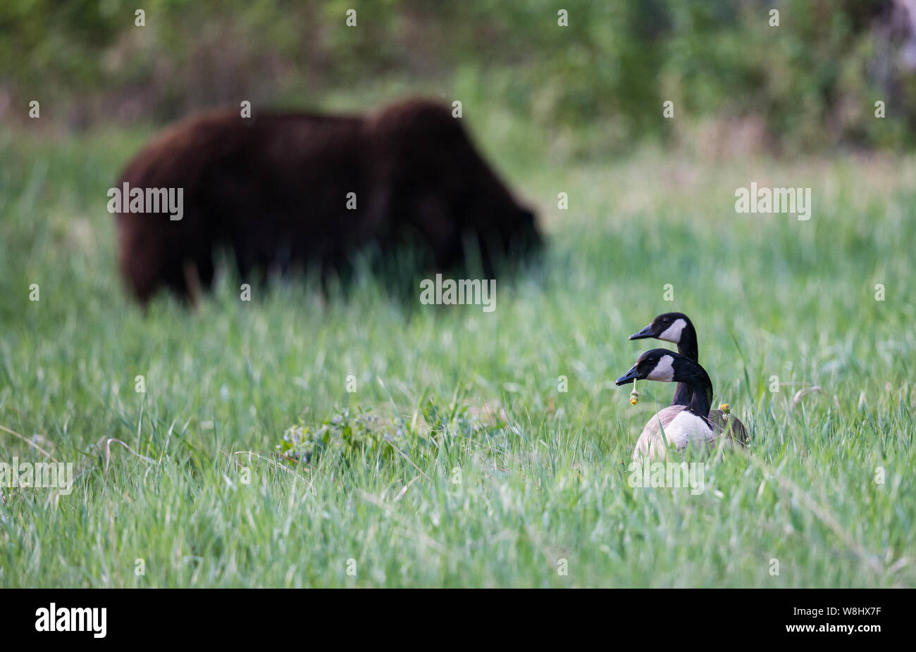 Grizzly bear in the wild Stock Photo - Alamy