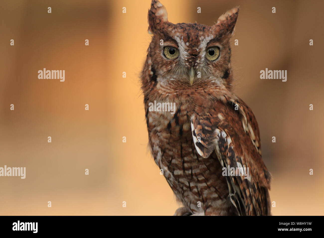 Animals staring at camera hi-res stock photography and images - Alamy