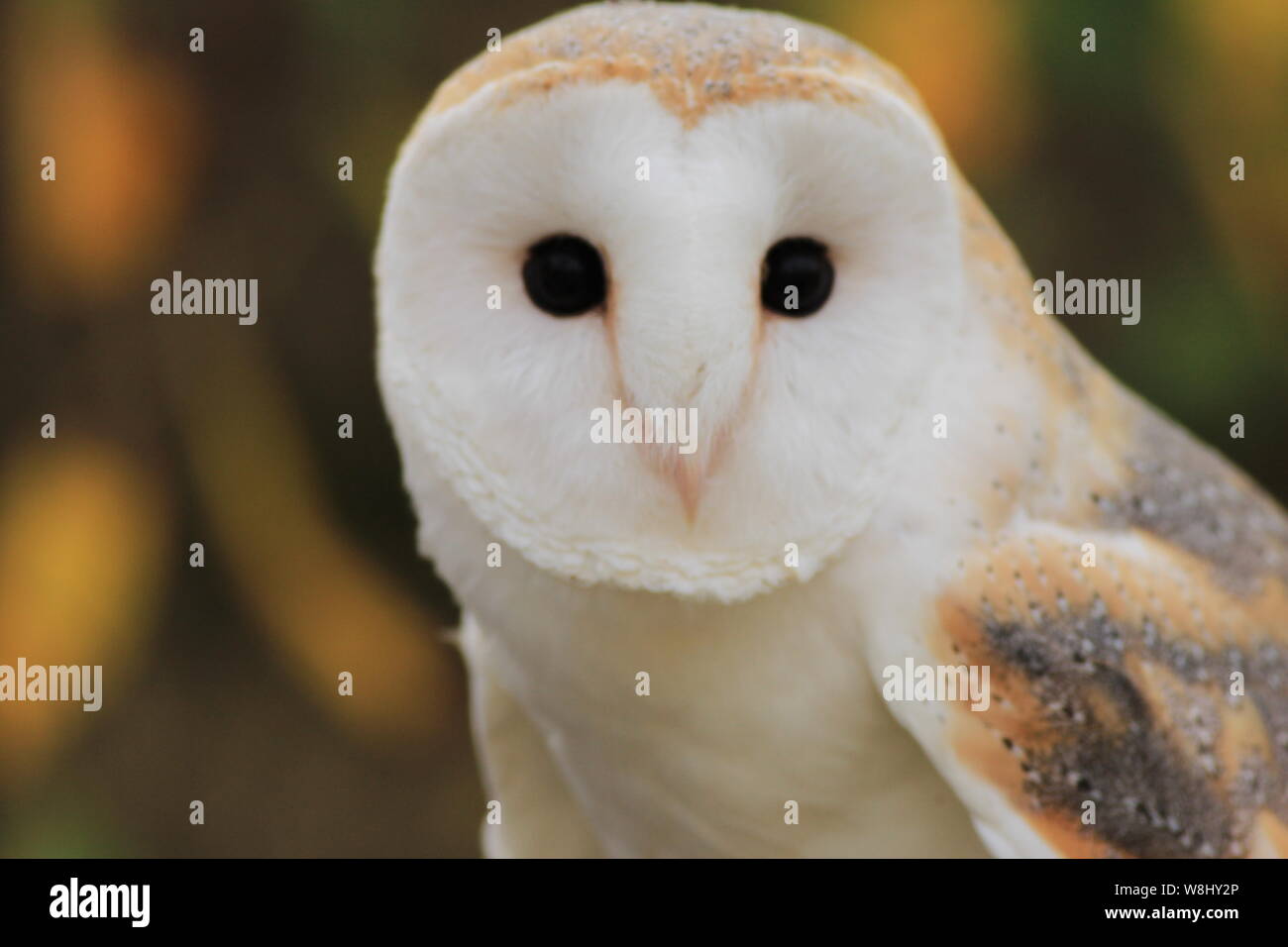 Portrait barn owl hi-res stock photography and images - Alamy