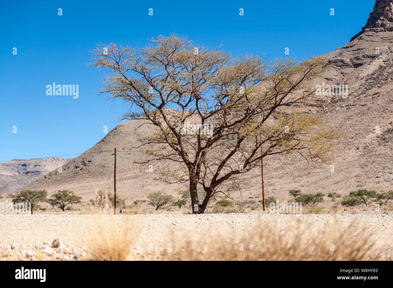 A low hanging tree along a rest area along route C14 in the Hardap ...