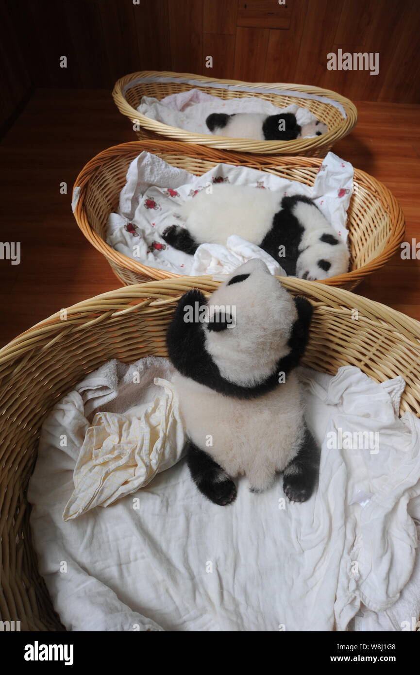 Giant panda cubs are pictured in baskets at the Ya'an Bifengxia Giant ...