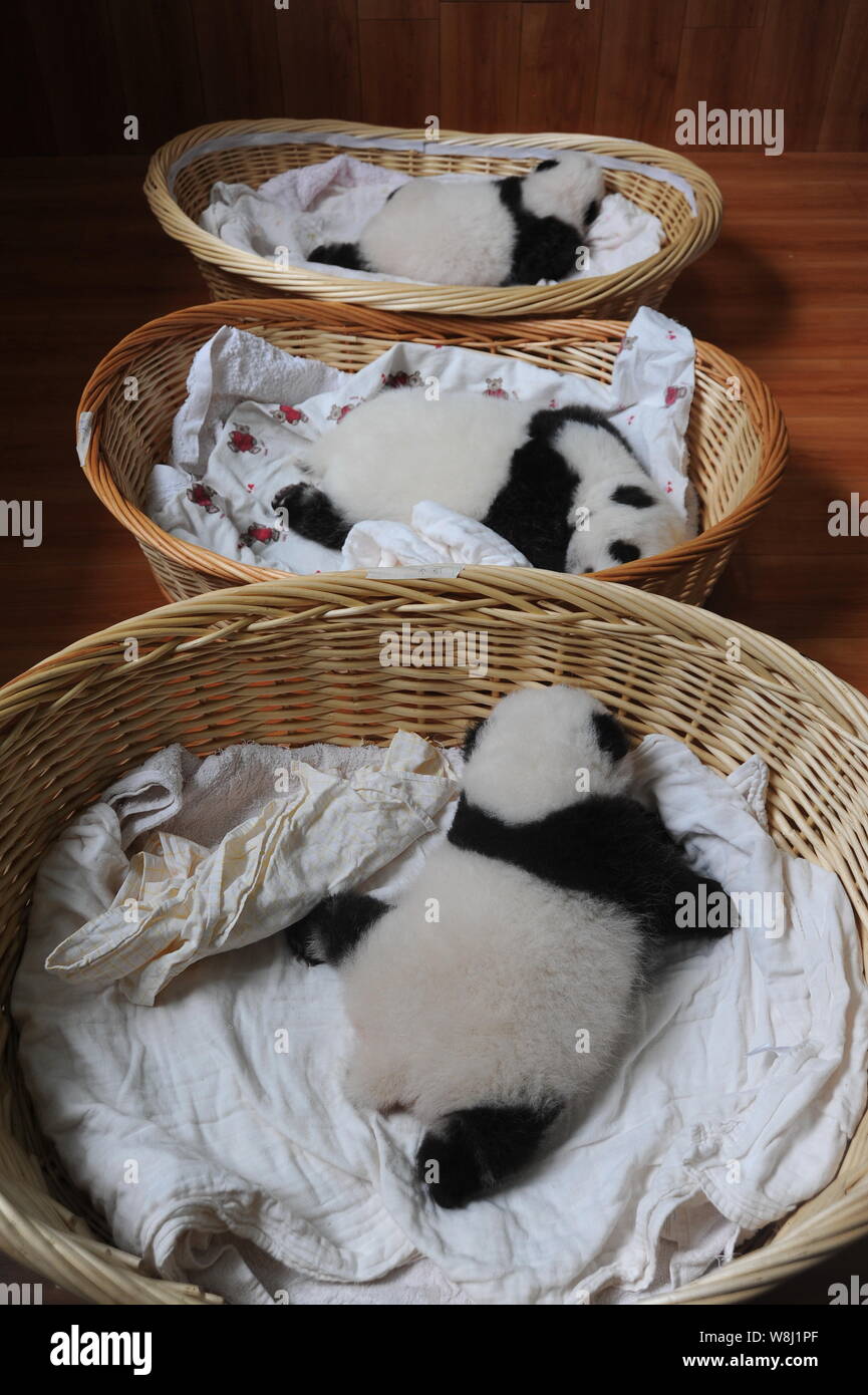 Giant panda cubs are pictured in baskets at the Ya'an Bifengxia Giant ...